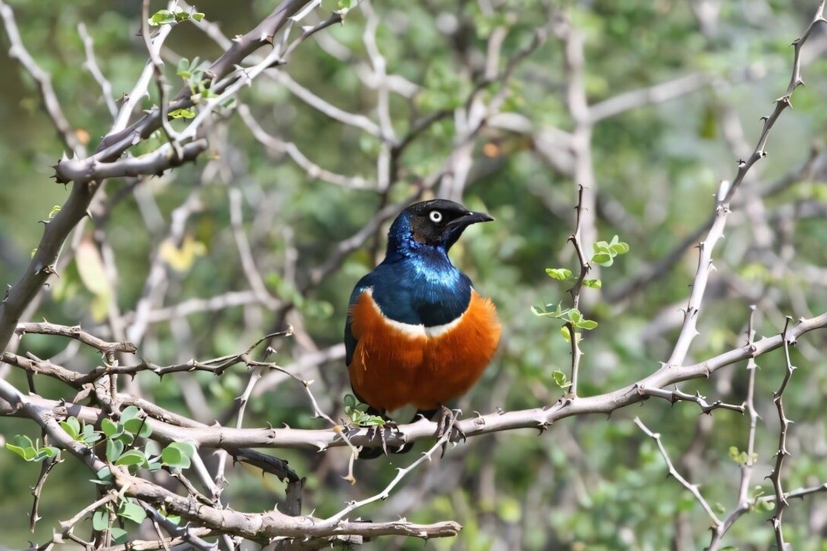 These birds form life-long friendships just like…