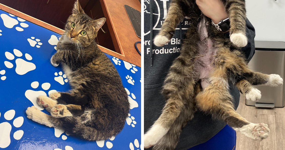 Adorable 6-Legged Kitten Thrives After Life-Changing…