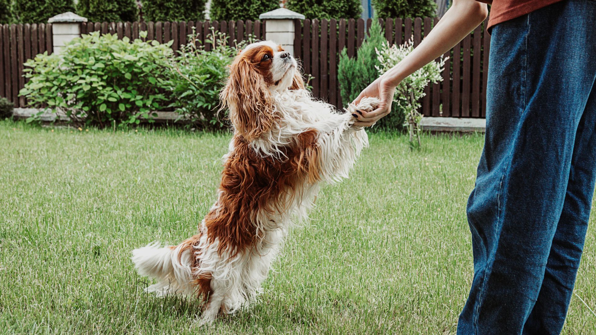 10 of the best behaved dog breeds according to experts