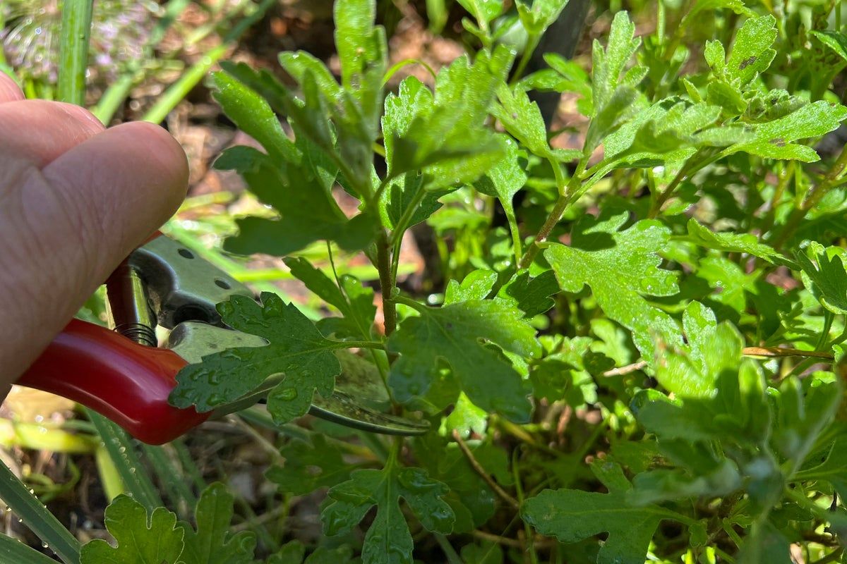 Chelsea Chop is the catchy new name for a classic…