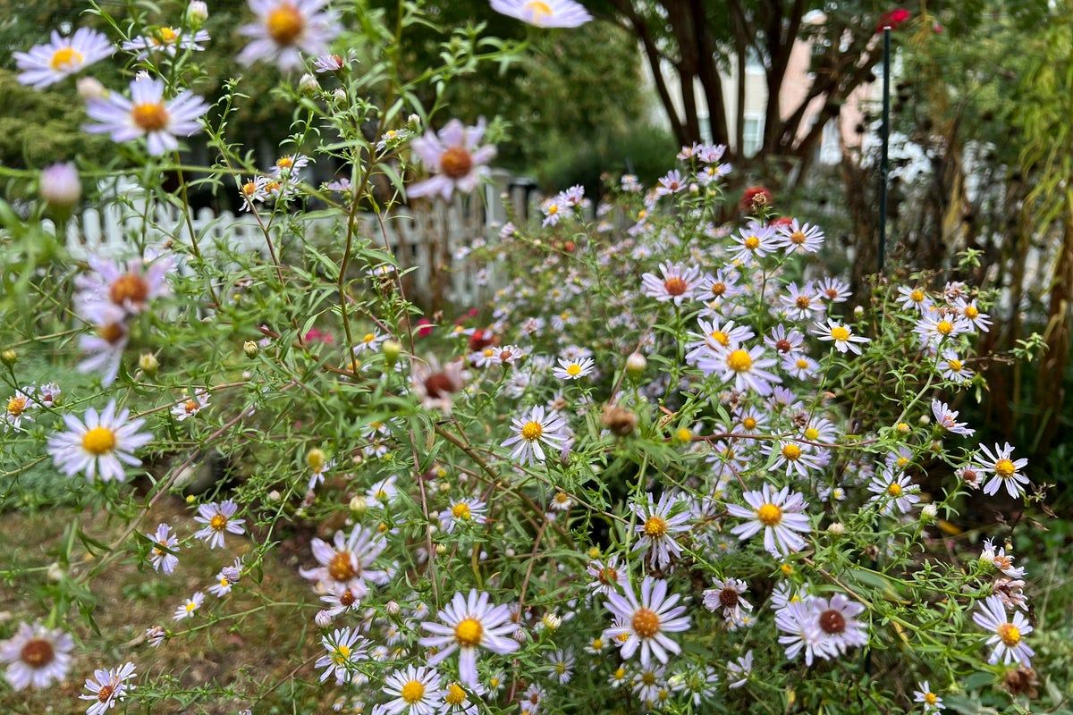 What is the Chelsea Chop? And how it’s vital for your…