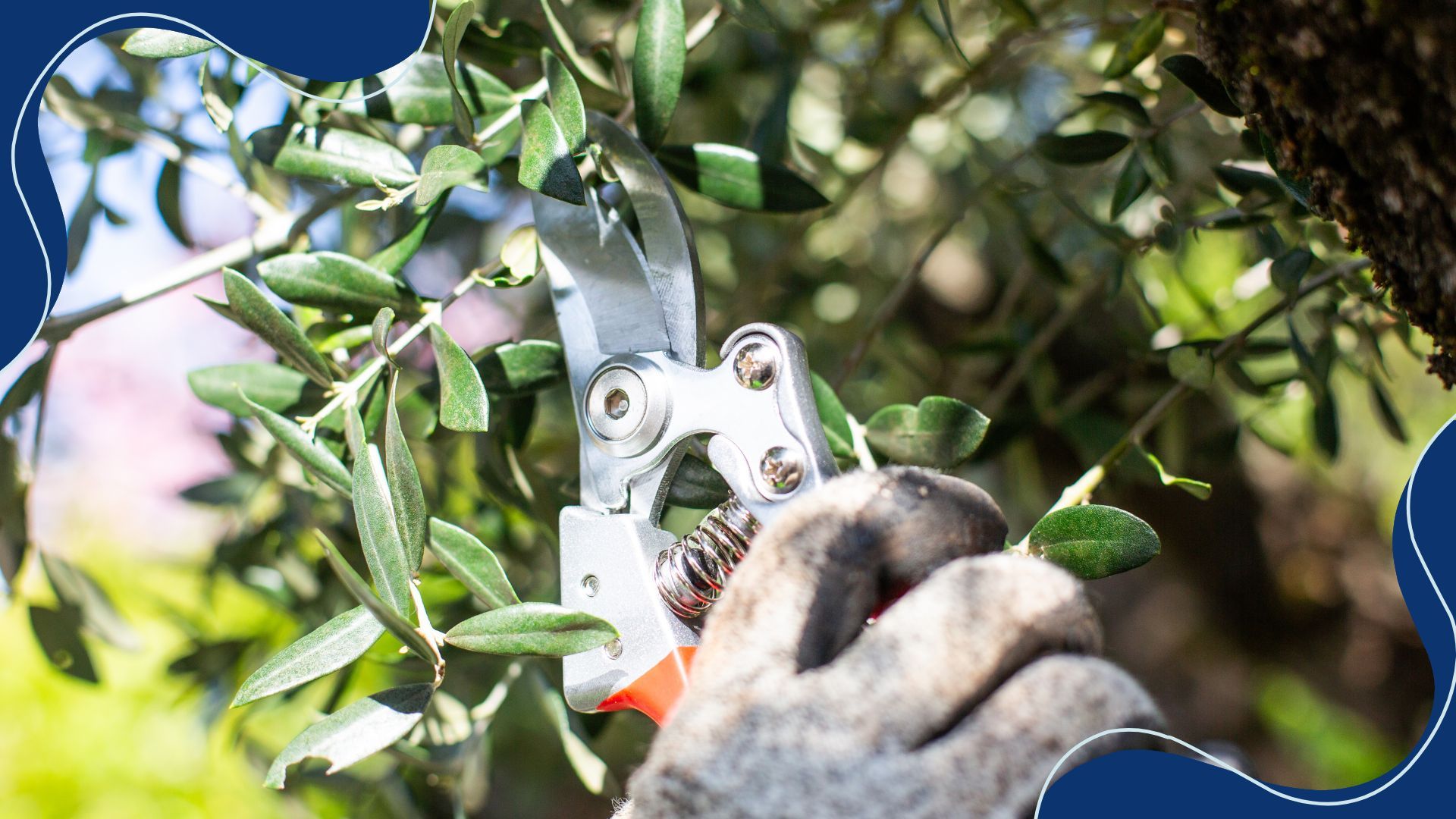 How to prune an olive tree to guarantee growth and…
