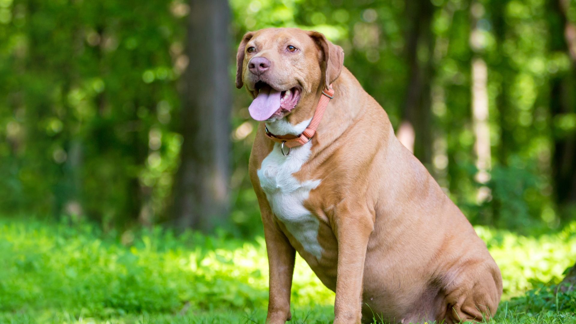 Obesity in dogs: Vet’s guide to signs, risks, and…