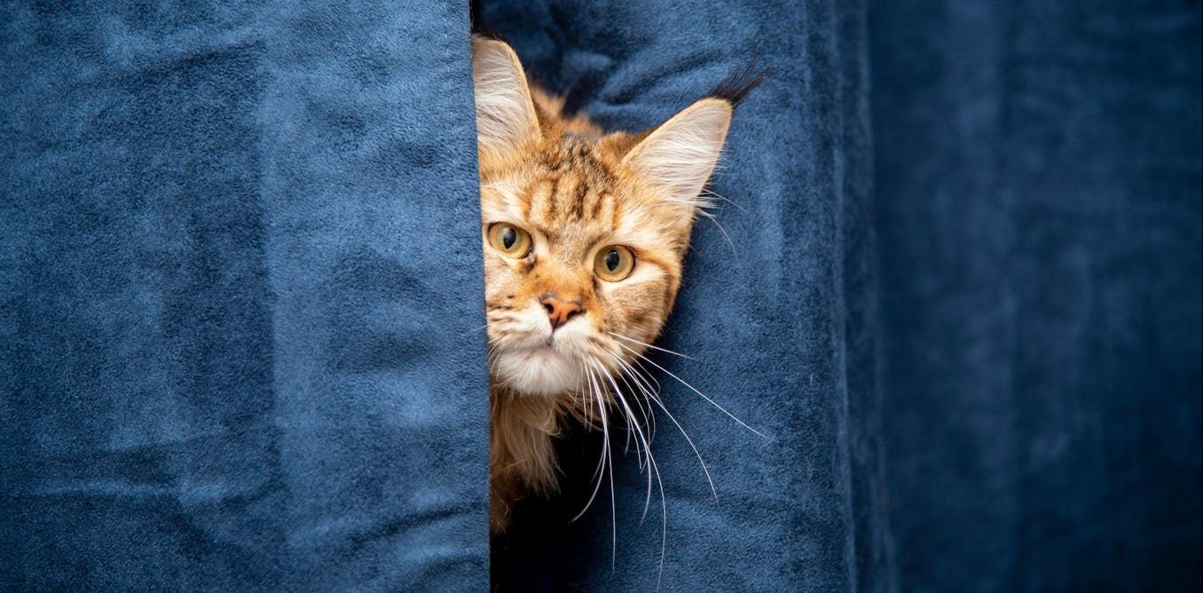Can your cat recognise you by scent? New study shows…