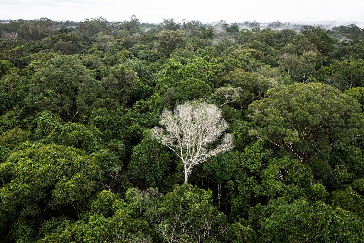 Scientists reveal what would happen if the Amazon…