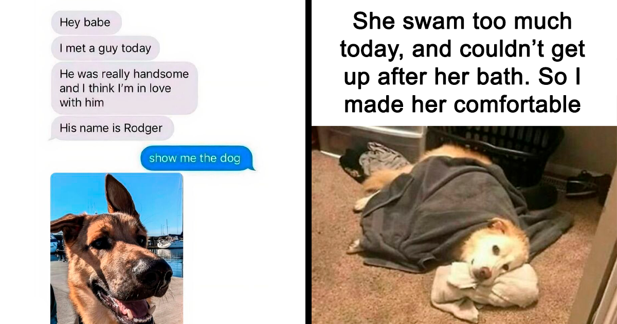 50 Funny Dog Memes That Are A True Ray Of Sunshine On…