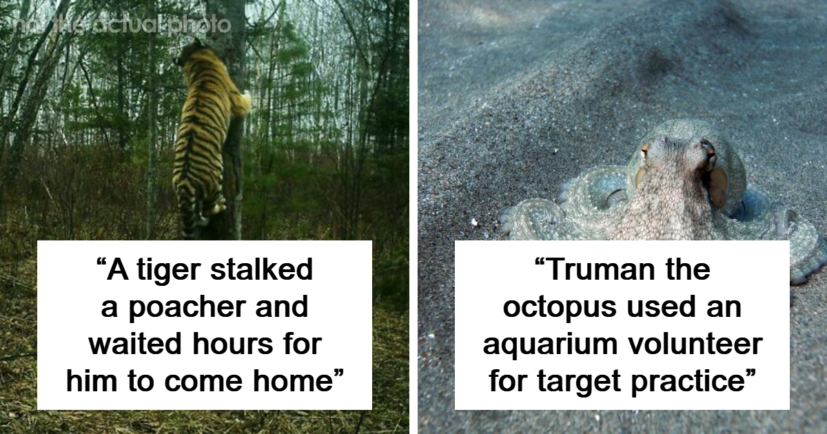 15 Animals Who Messed With Humans And Proved That The…
