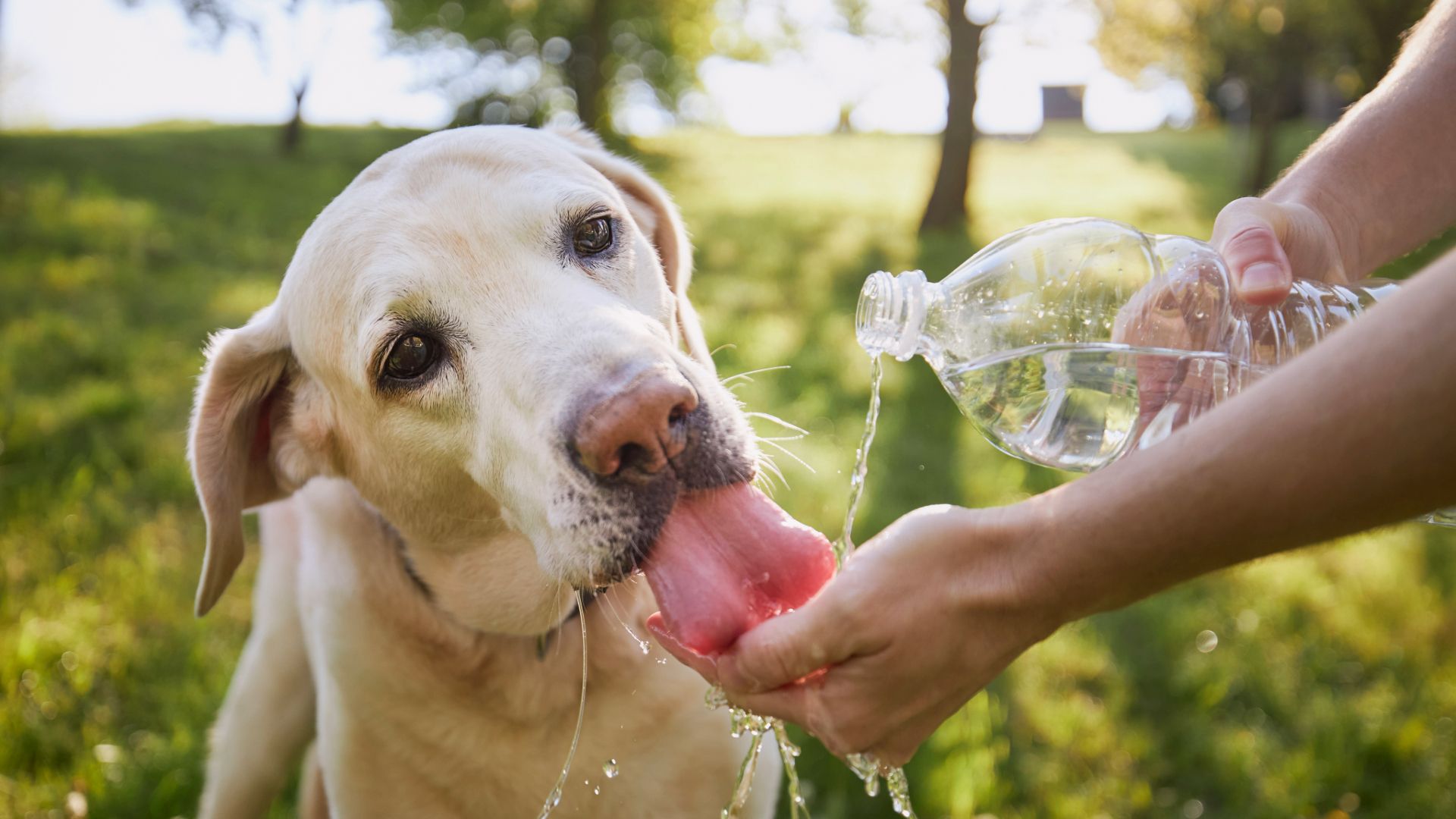 Dehydration in dogs: Signs, causes and when to see a…