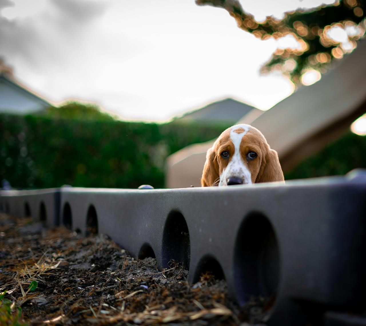 These 8 Dog Breeds Struggle the Most With Loud Noises