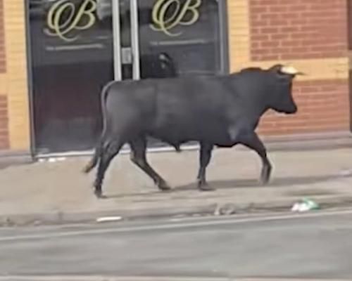 ‘It just seemed lost’: bull runs loose around streets…