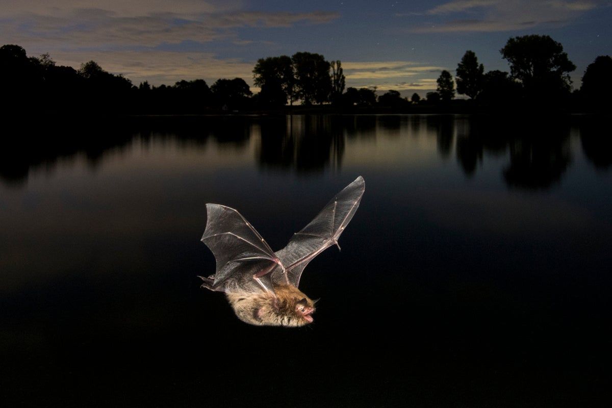 Why a bat in the attic could see home improvement…