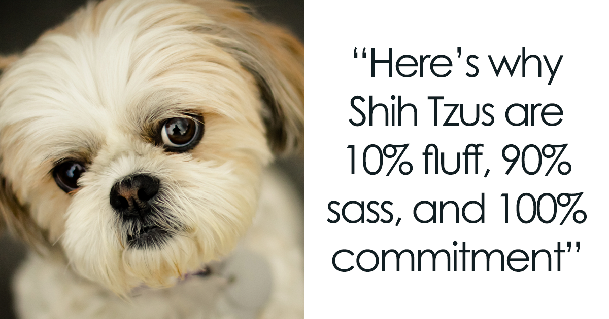 Why Shih Tzu Are The Worst Dog If You Want Low…