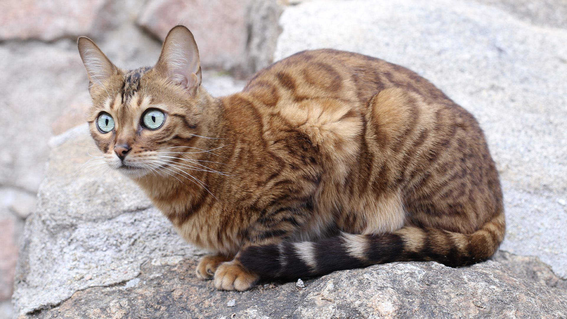 Savannah cats: Everything you need to know about this…