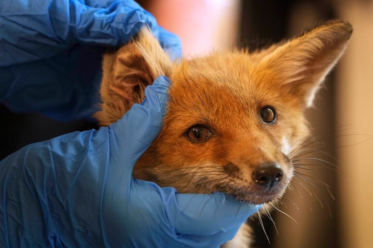 Inside London’s wild fox ambulance service