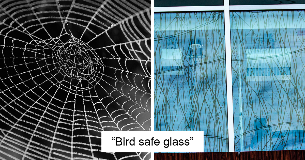 30 Man-Made Innovations That Were Designed Mimicking…