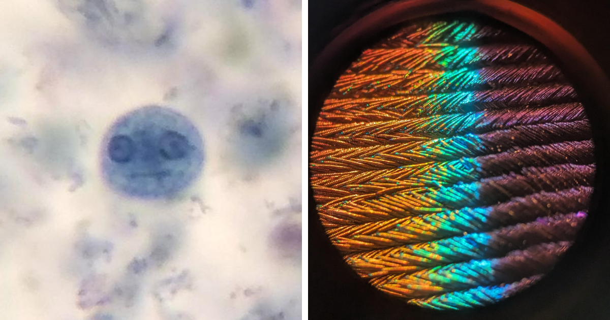 70 Cool Microscopic Images That Give Us A Totally…