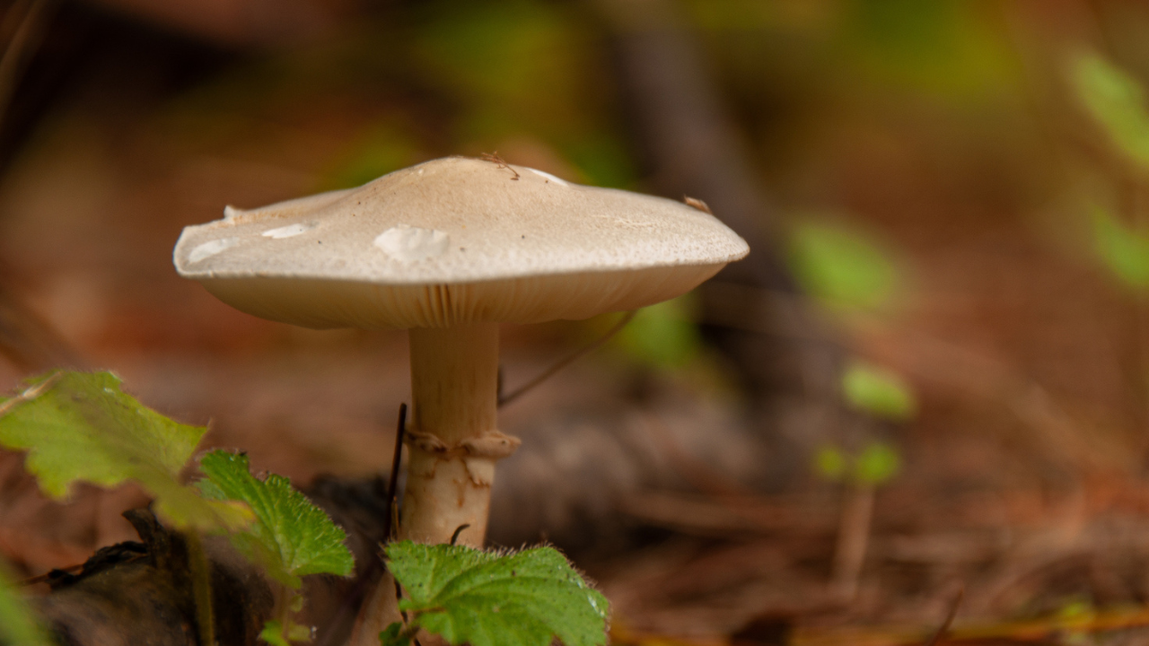 Death Cap Mushrooms Are Popping Up In NSW & SA So…