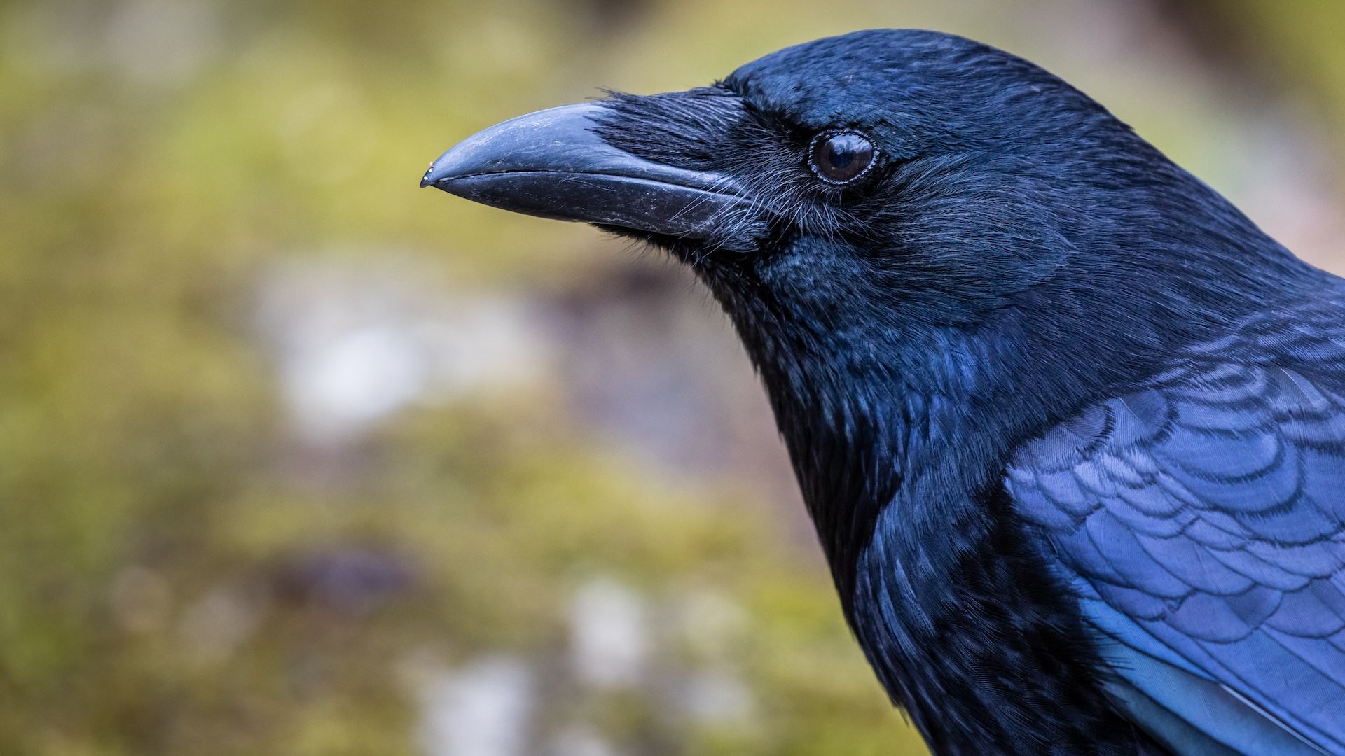Crows: Facts about the clever birds that live all over…