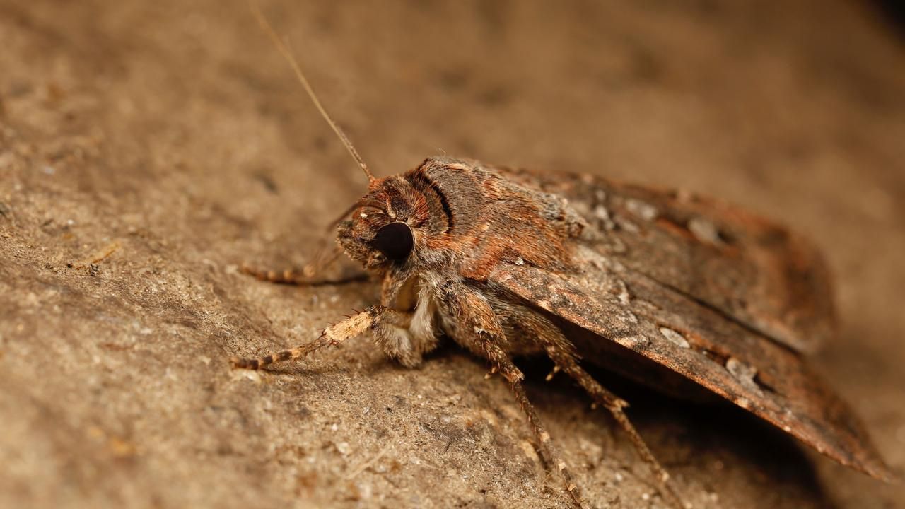 Starry nights light the way for Bogong moth migration