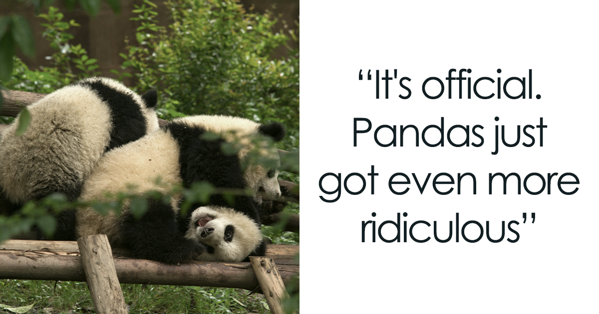 “Embarrassment” Of Pandas Might Be The Funniest…