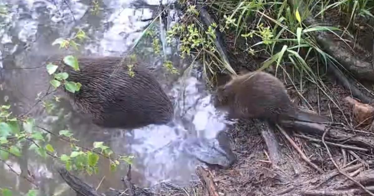 Watch first glimpse of five beaver kits born in…
