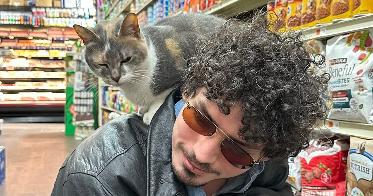 44 Cute Pics Of Cats Ruling Over The Small Shops In…