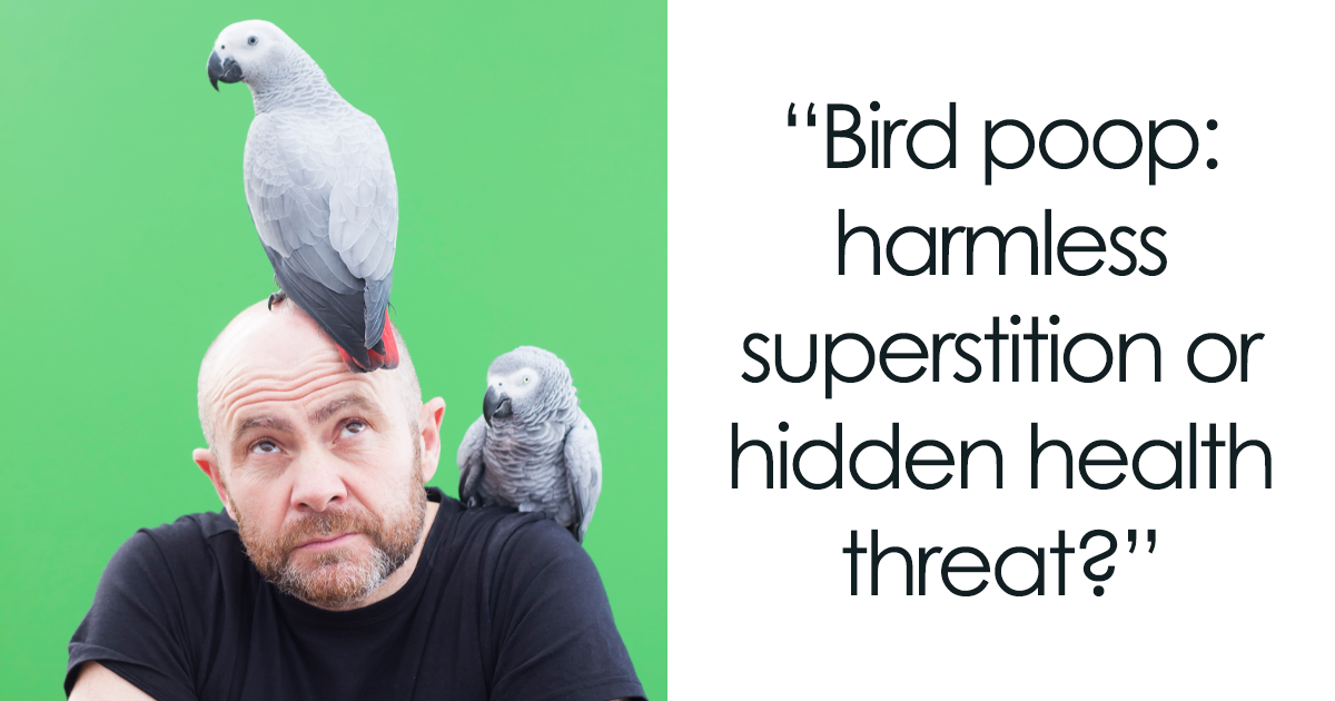 What Does It Mean When A Bird Poops On You, And Why…