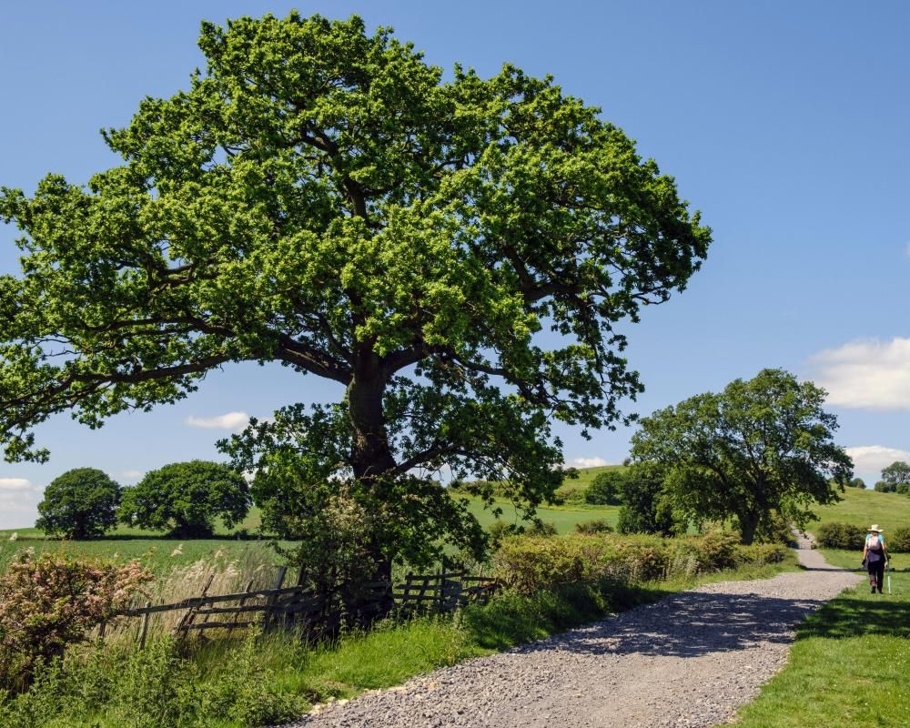 Why the summer solstice is a ‘celestial starting gun’…