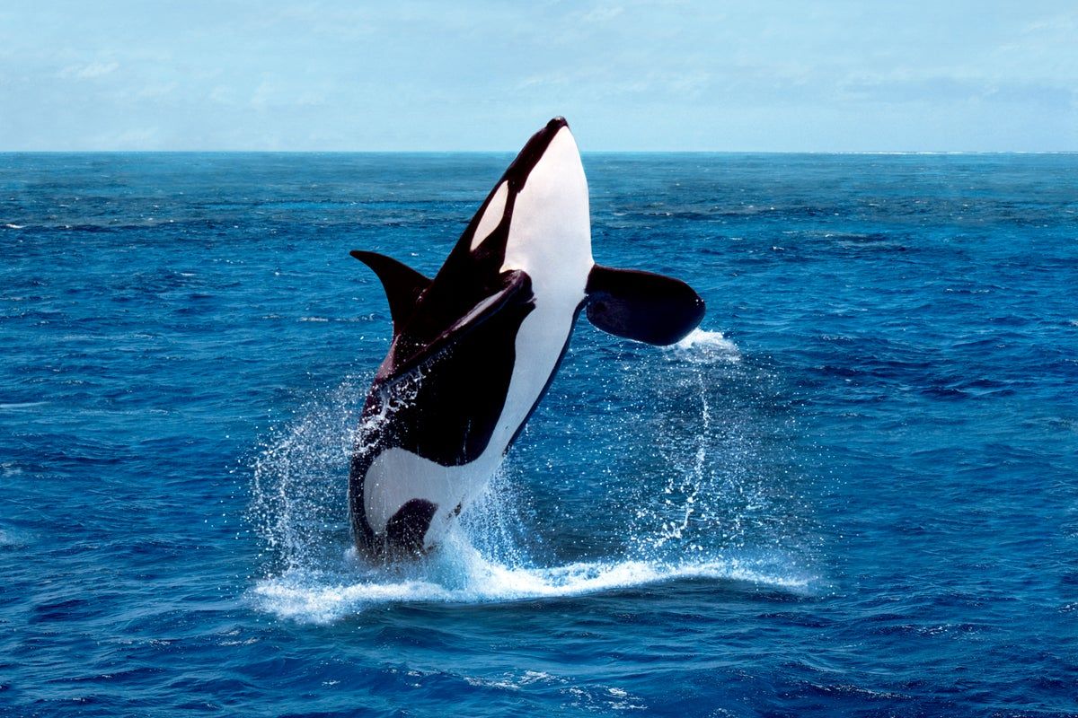 Drone footage reveals orcas making tools from kelp to…