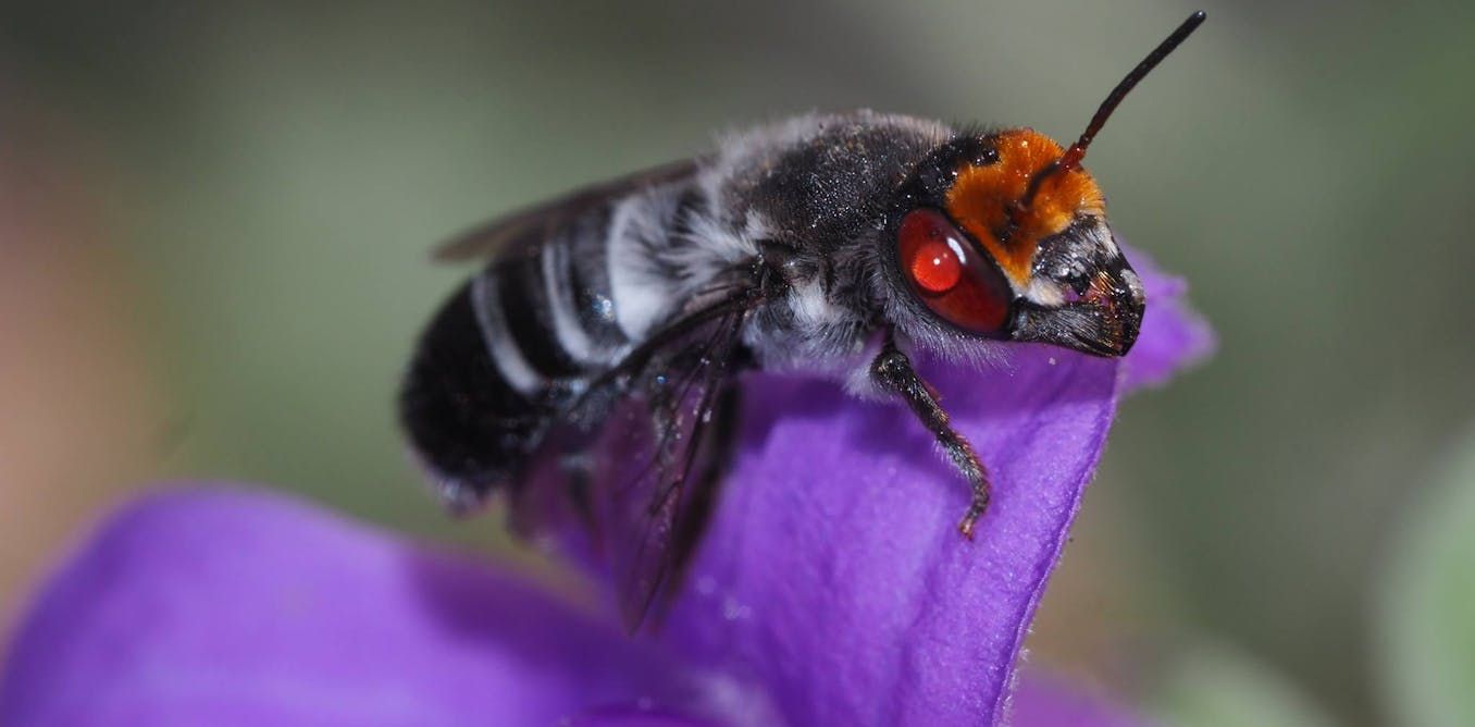 Australia’s native bees struggled after the Black…