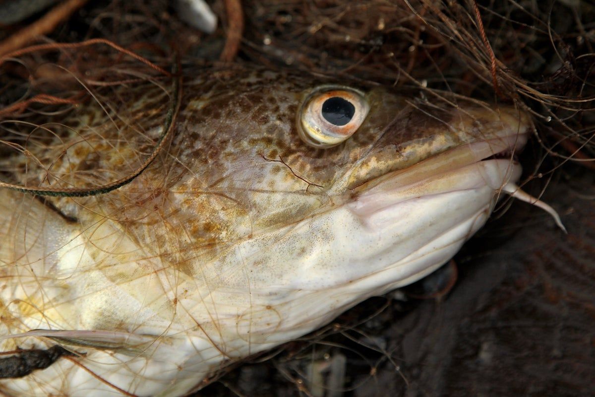 What over-fishing has done to the size of cod in just…
