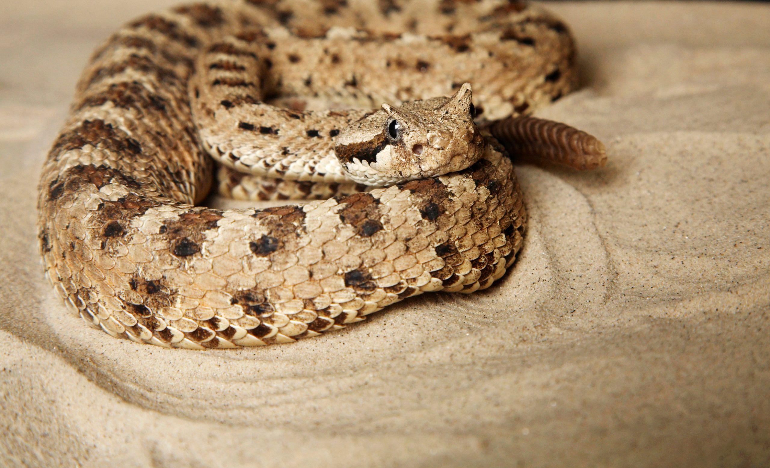 7 Wild Creatures You Must Leave Alone (Even If They…