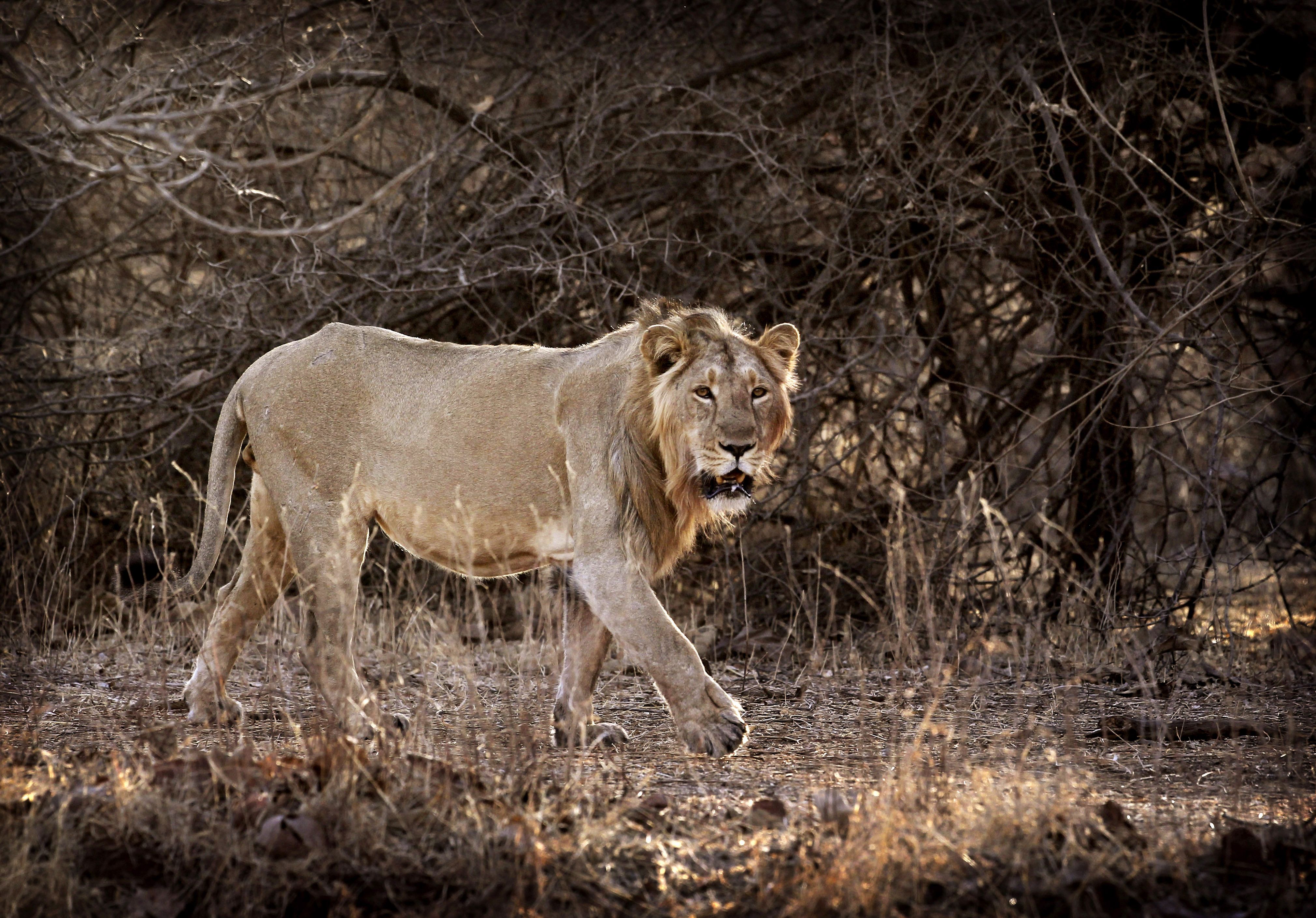 India’s lion numbers soar: Why are some…