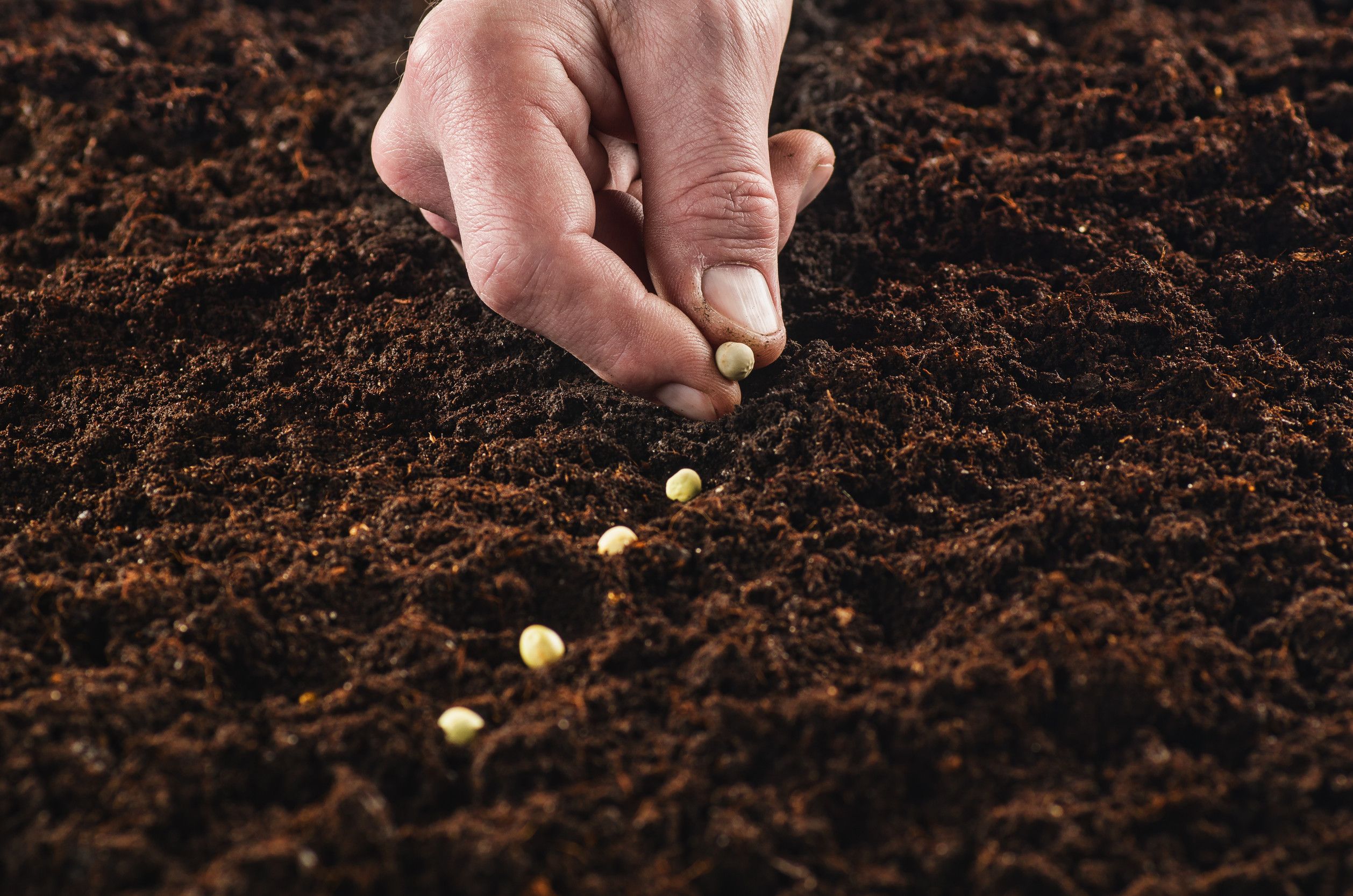 How To Get Free Seeds From The Government