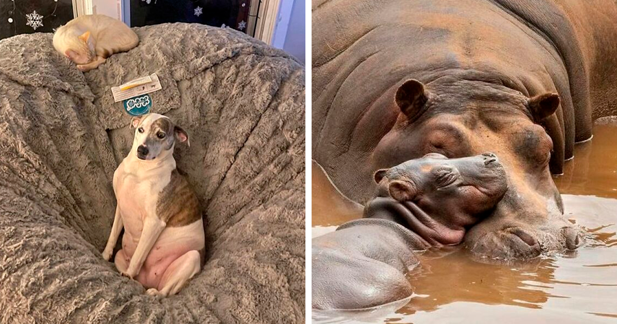 50 Blessed Pics That Might Lighten Your Mood After A…