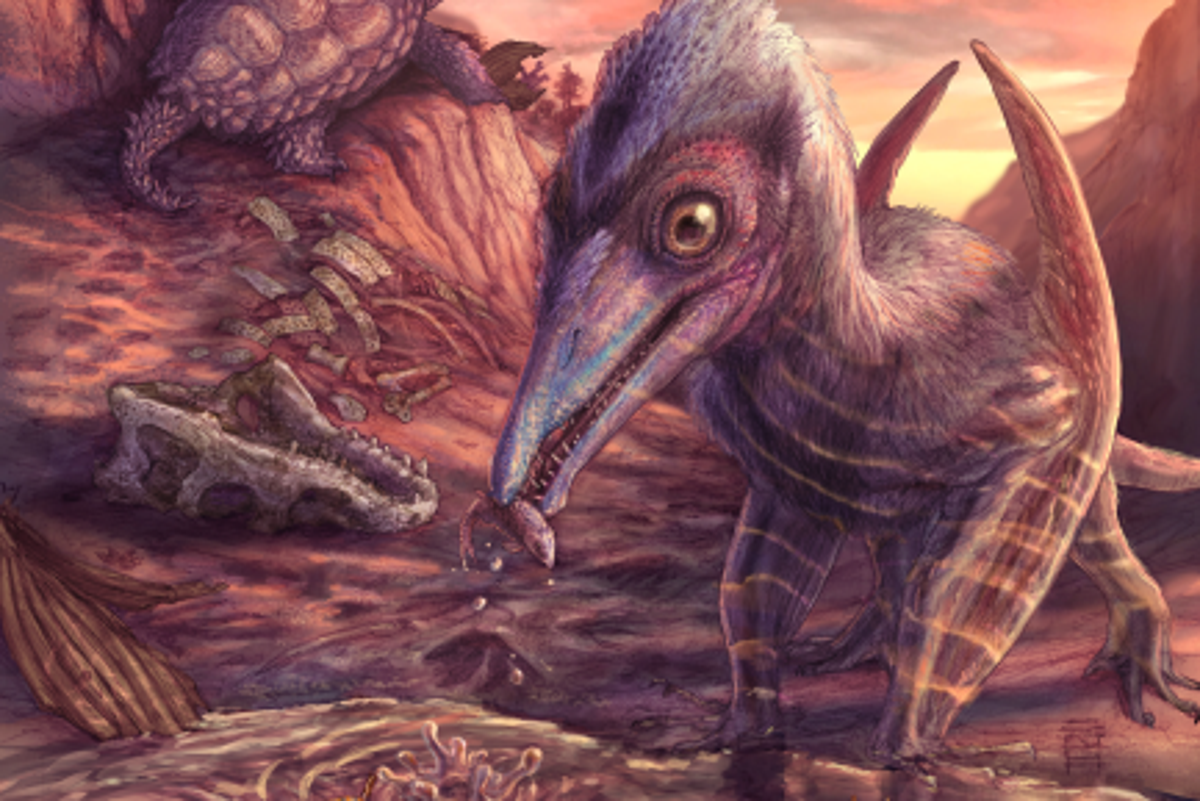 Scientists ID new pterosaur species small enough to…