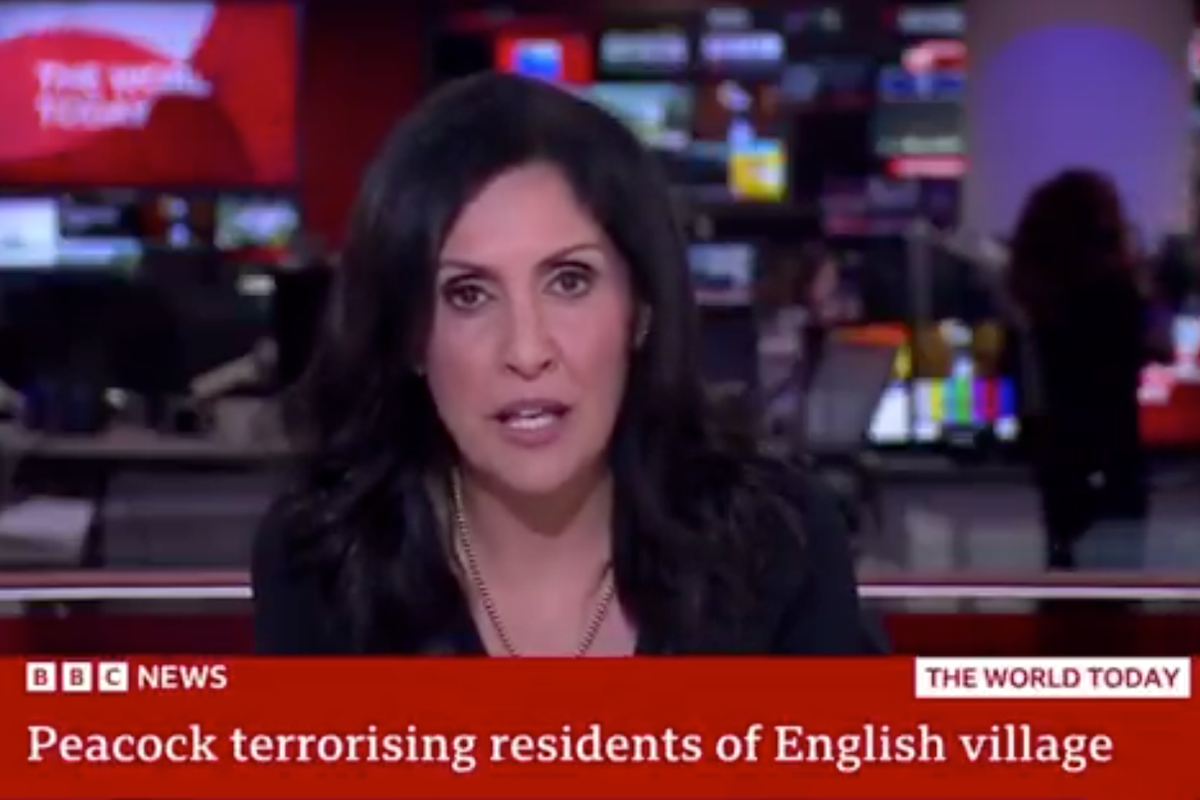 BBC newsreader does bizarre peacock impression live on…