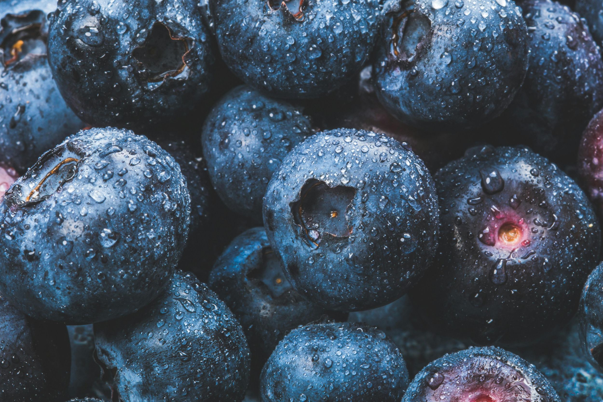 FDA Blueberry Recall Has Now Turned Deadly: Who Are…