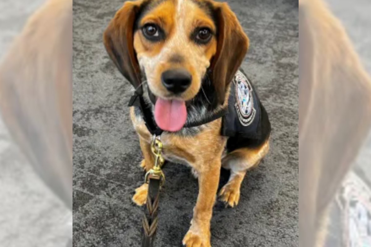 Freddie the K9 beagle returns to work after being…