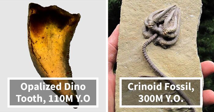 15 Ancient Fossils That’ll Make You Say ‘Whoa’