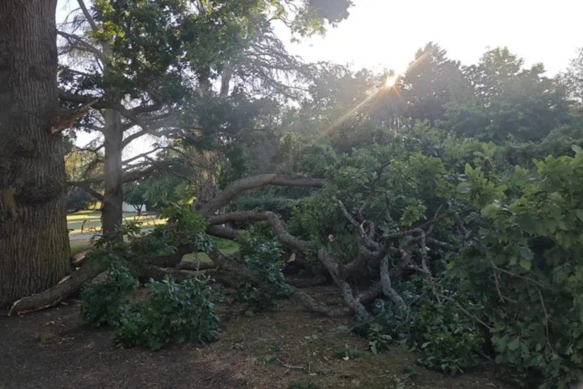 Warning not to sit under trees after series of ‘Sudden…