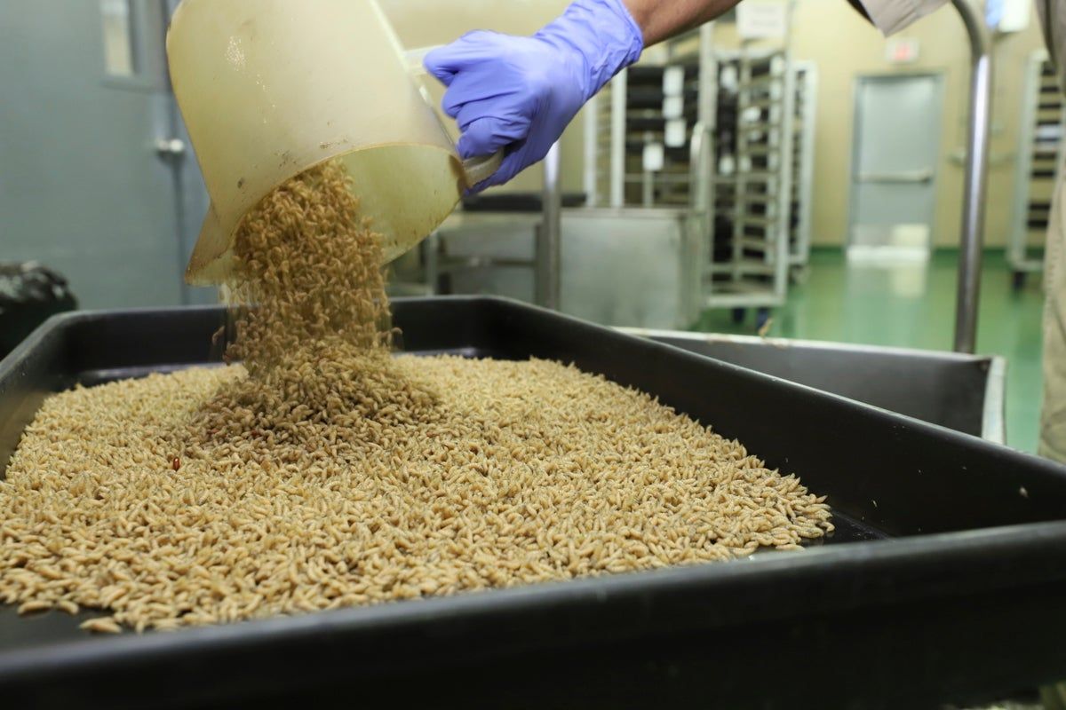 US has reclosed its southern border after a…