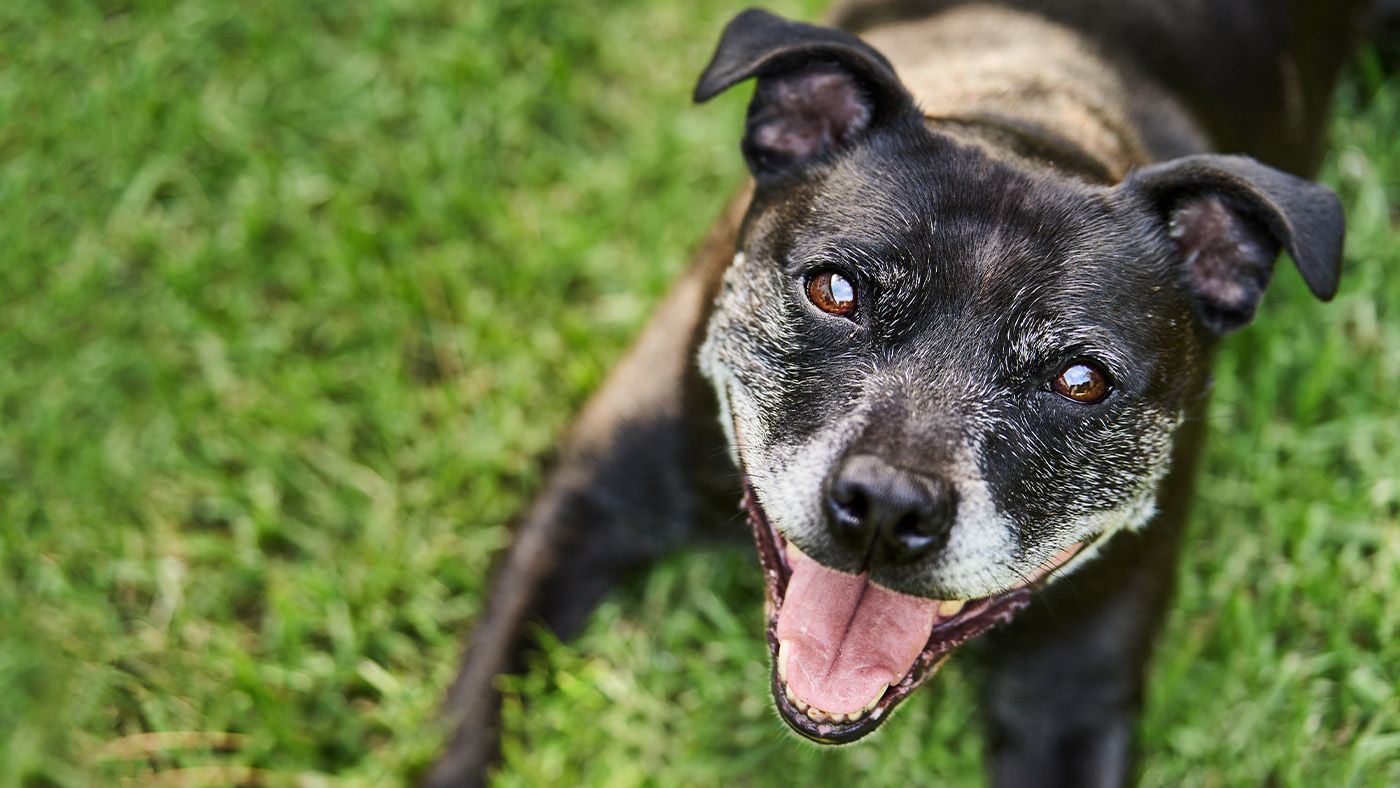 Vet shares 6 signs of doggy dementia that all owners…