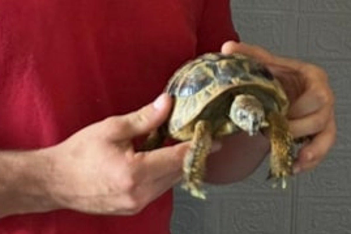 Tortoise rescued after starting fire in south London…