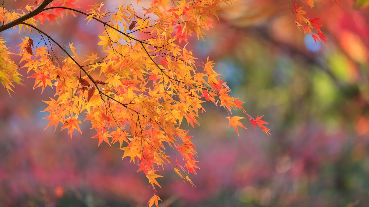 Can you change the color of Japanese maples? Here's…