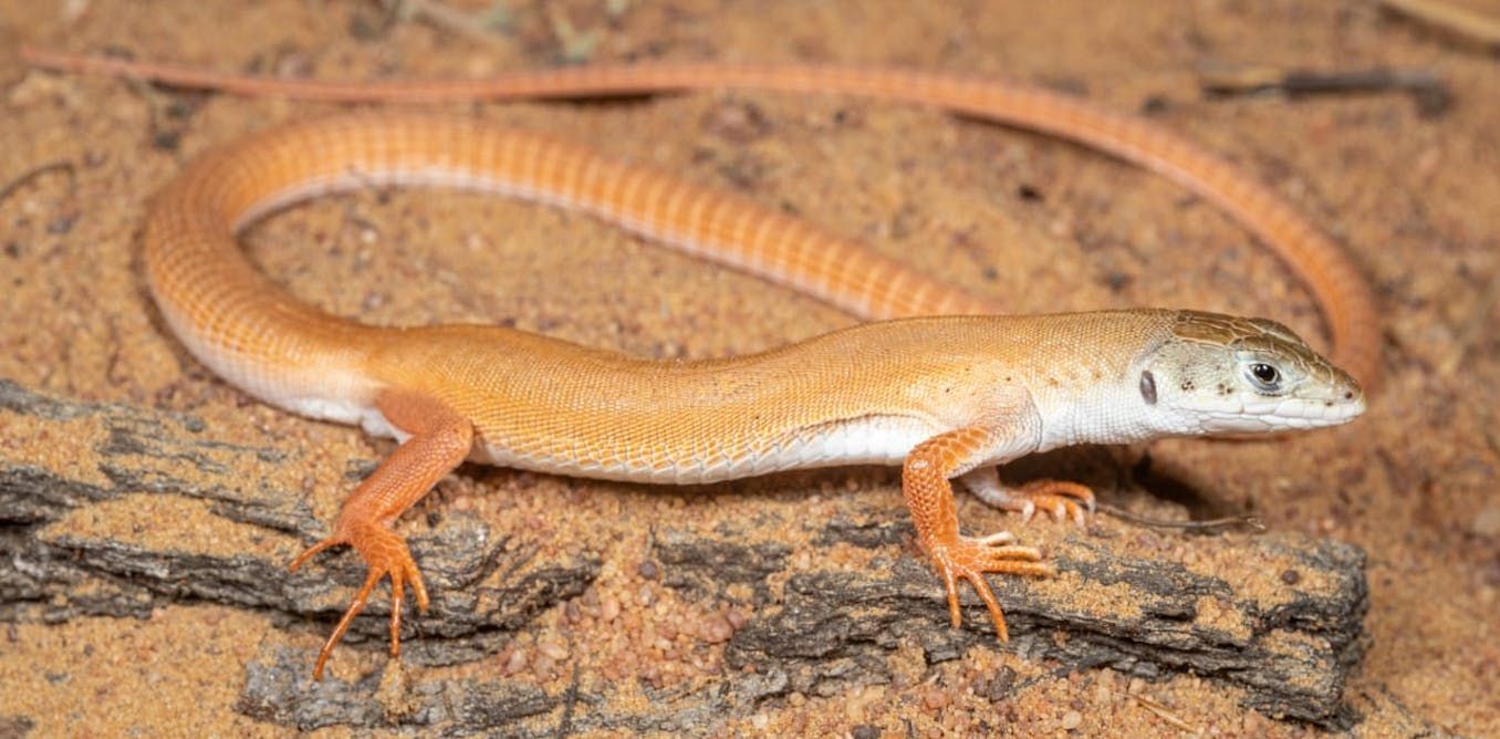 Surprise results in search for South African lizard…