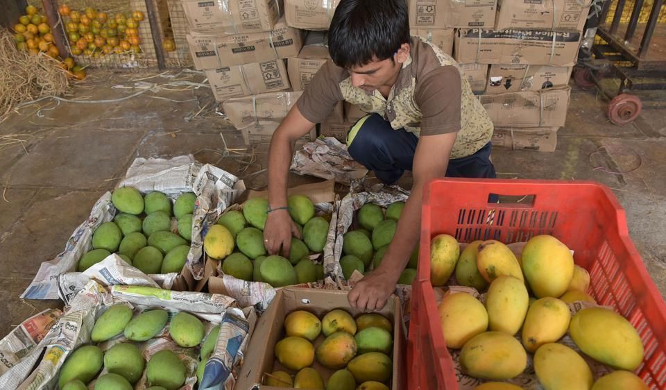 First Devgad alphonso mangoes arrive in APMC market