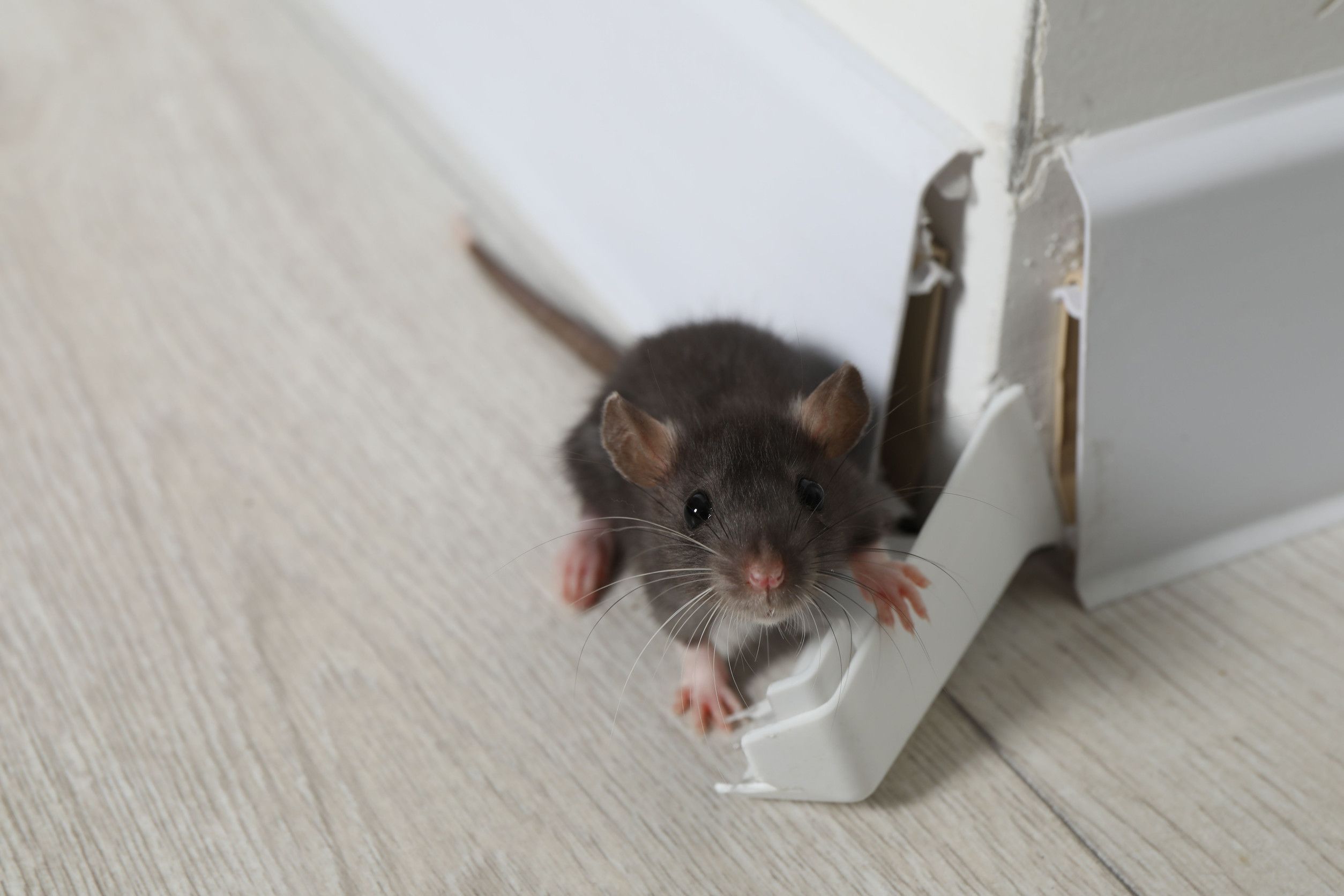 The Unseen Threat: 5 Home Areas That Are Hidden Pest…