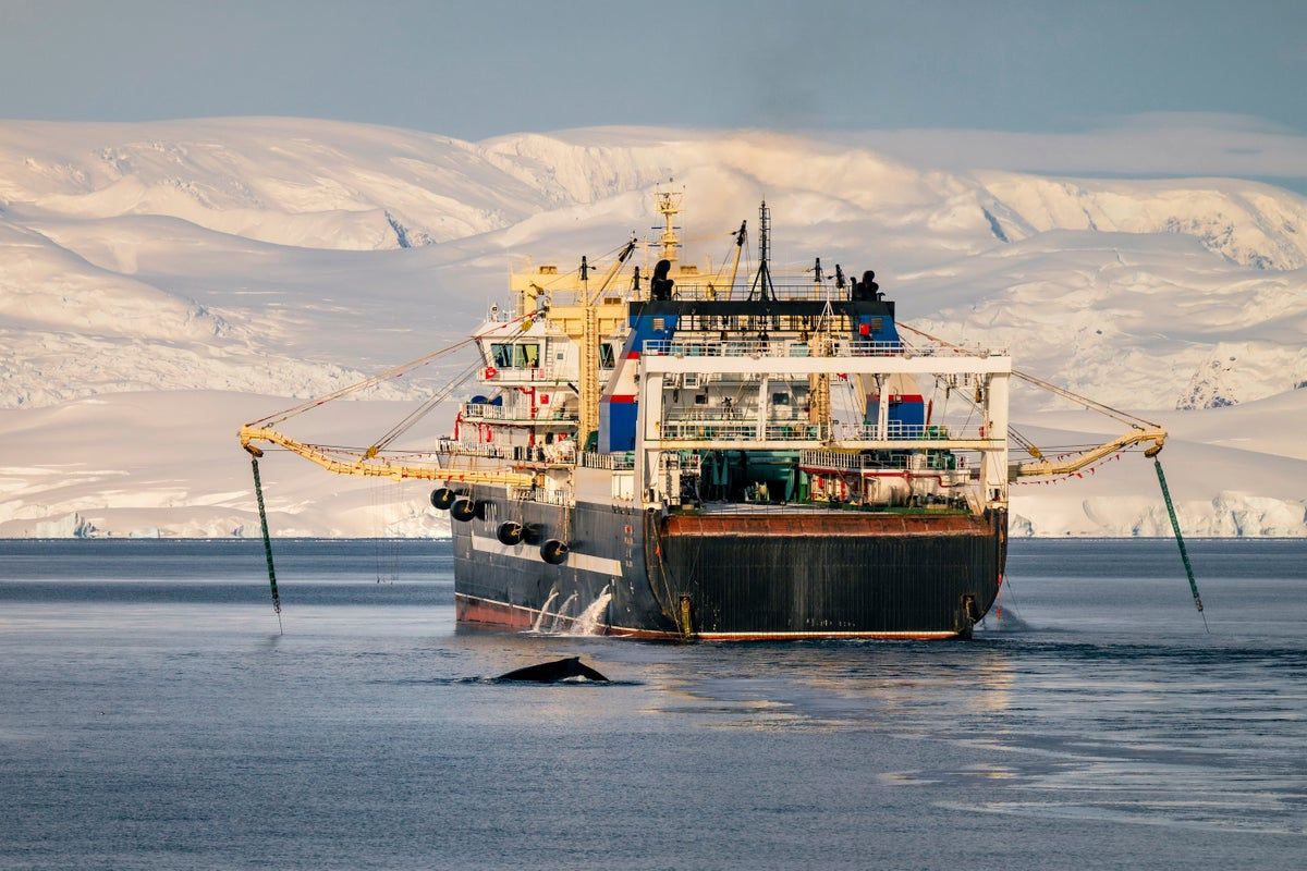 Krill catch in Antarctica soars to record following…