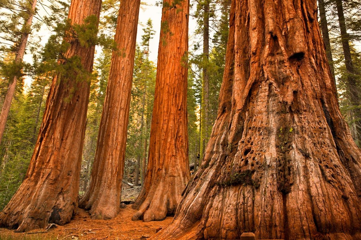 Google engineer killed by falling tree branch while…